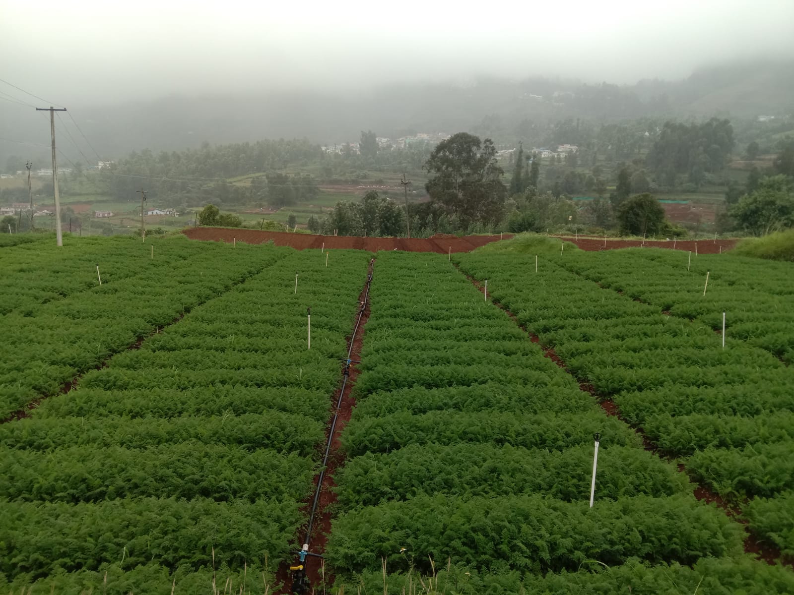 Rural Development Organisation